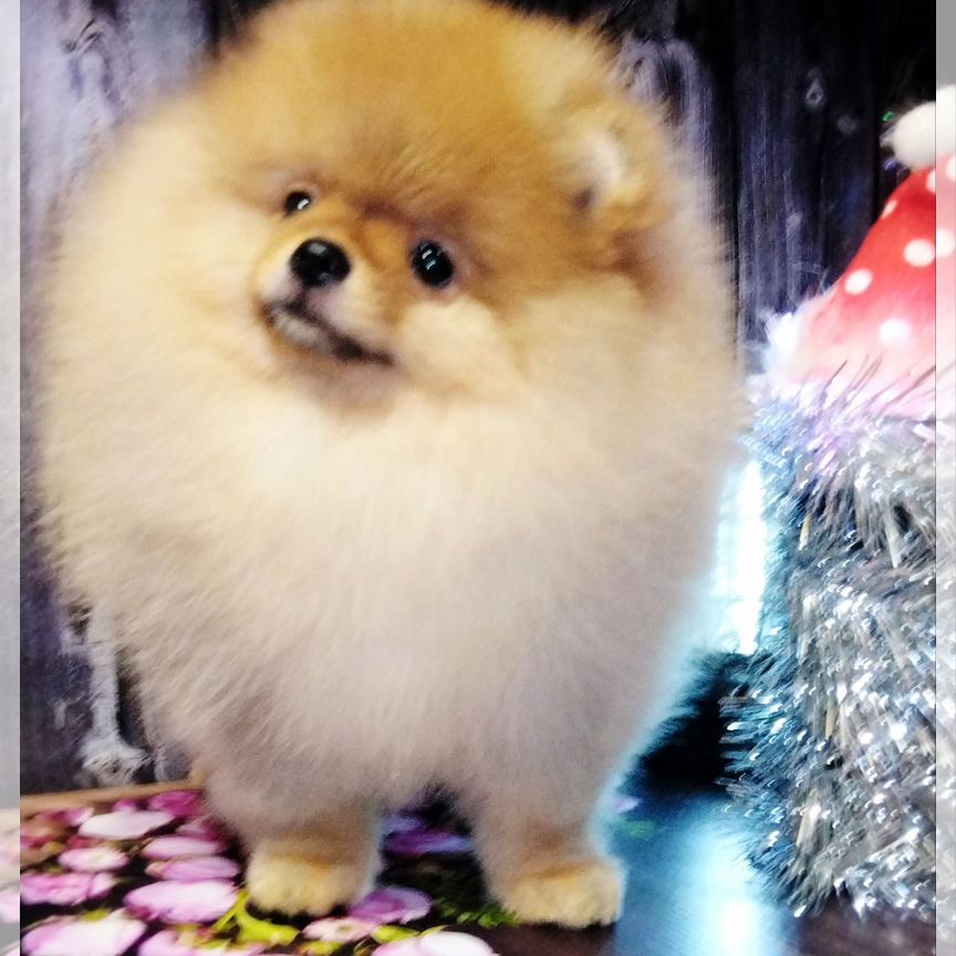 Померанский шпиц, щенок