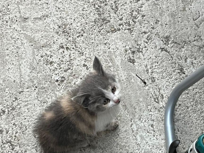 Котята в хорошие руки