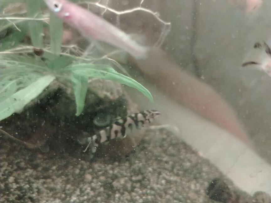 Отдам бесплатно рыбки