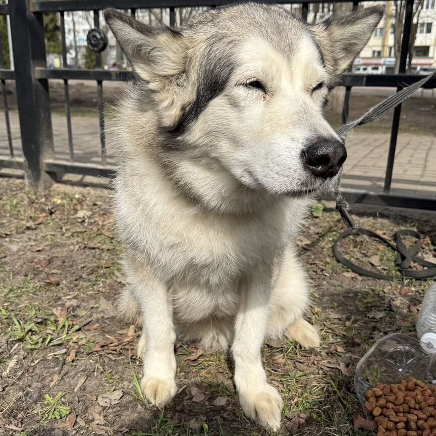Аляскинский маламут, взрослая собака