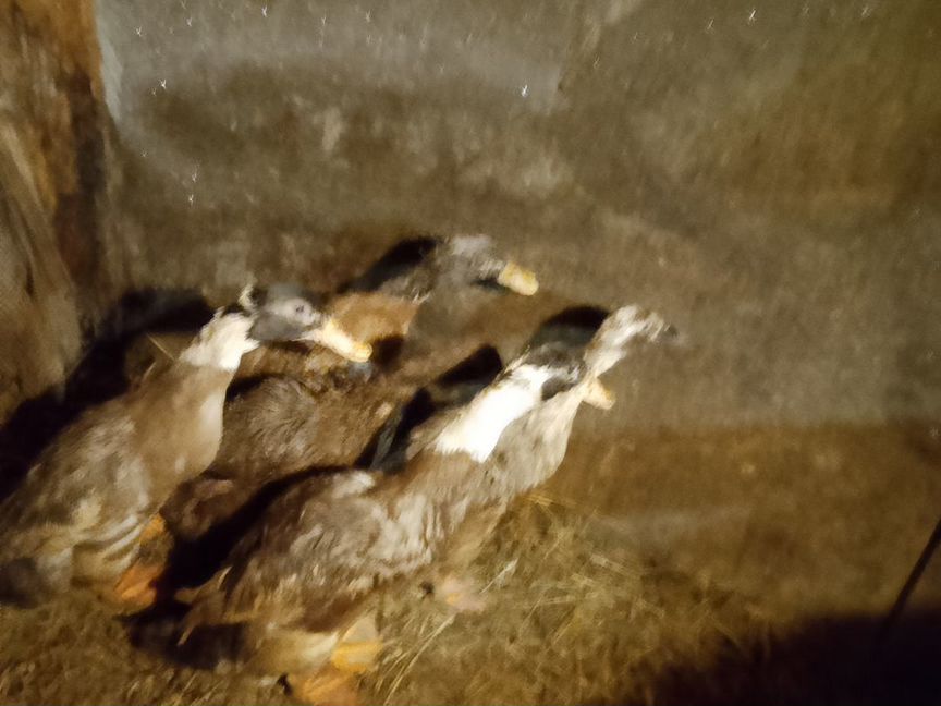 Утки индийский бегунок