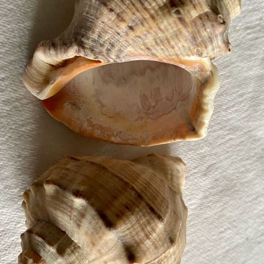 Раковины рапан