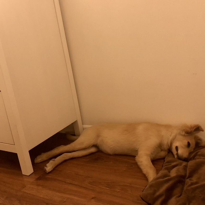 Лучший пес на свете