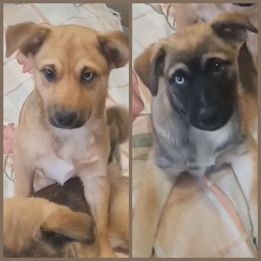 Щенки, метисы хаски в поиске дома