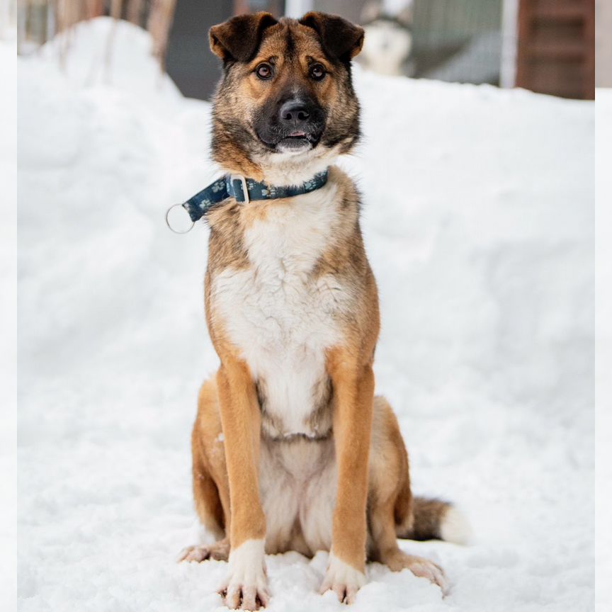 Немецкая овчарка, взрослая собака