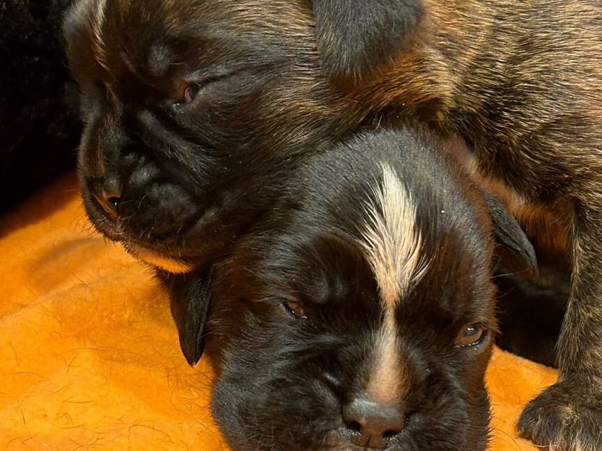 Щенки боксера