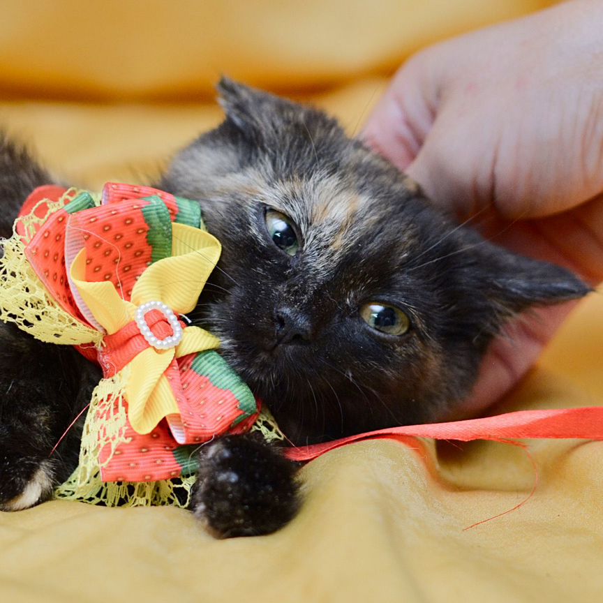 Котята ищут дом