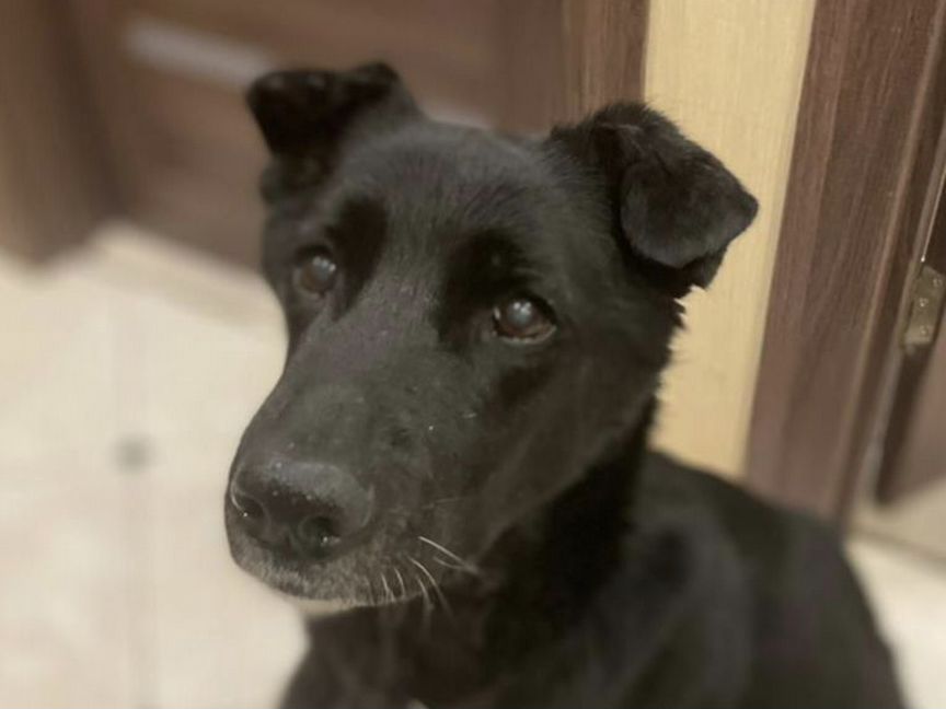 Собака ласковая для души в добрые руки