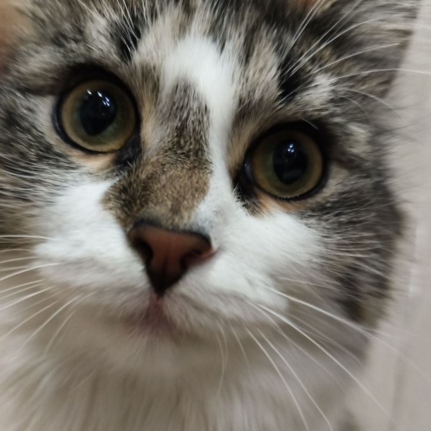 Взрослая, кошка в добрые руки