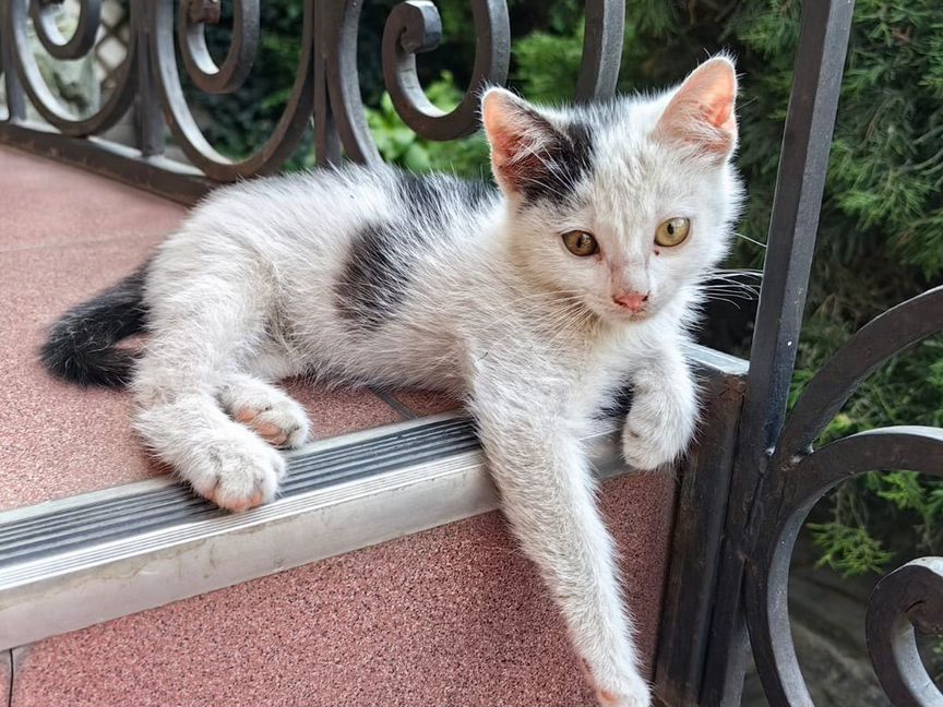 Котенок в хорошие добрые ответственные руки