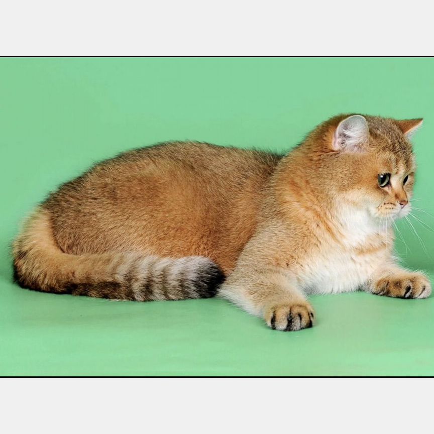 Золотая шиншилла