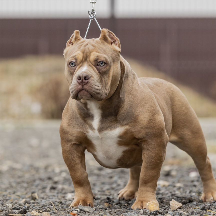 Американский булли сука