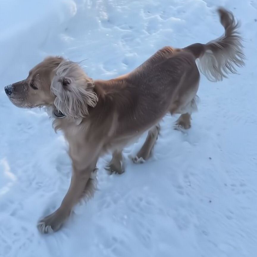 Английский кокер-спаниель, щенок