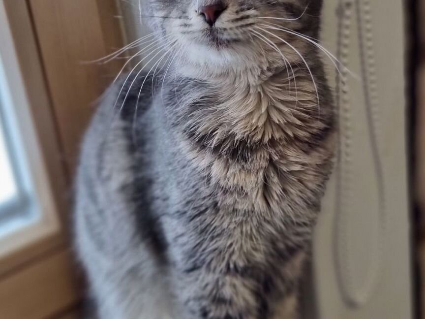 Кошечка Шурочка 7 месяцев