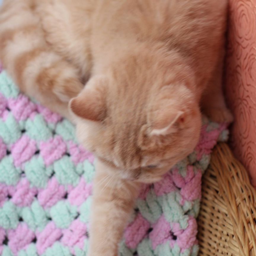 Кремовая девочка из питомника