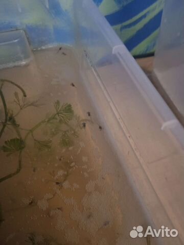 Головастики пипа корвальо