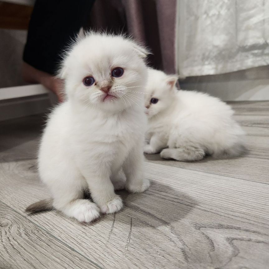 Шотладские котята