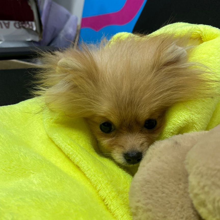 Померанский шпиц, щенок