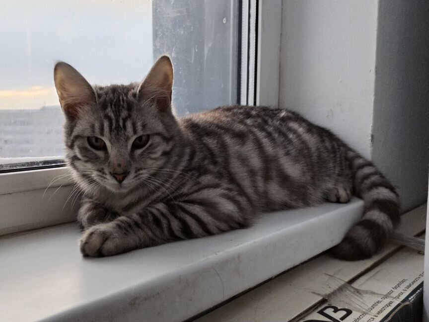 Котик в добрые руки