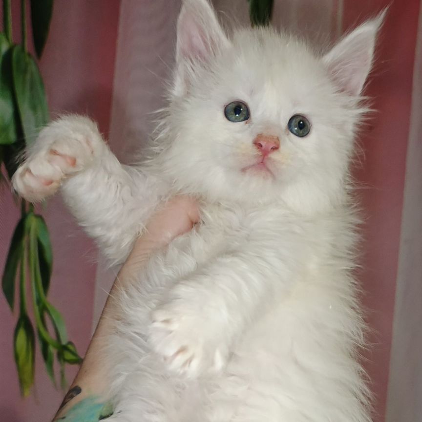 Мейн-кун котёнок
