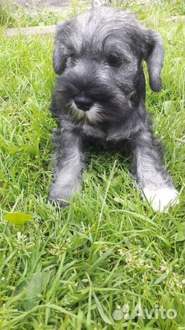 Щенки цвергшнауцера черный с серебром