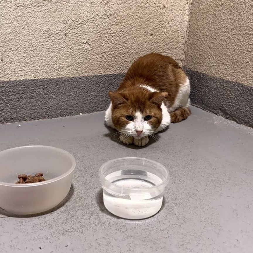 Взрослый кот в добрые руки