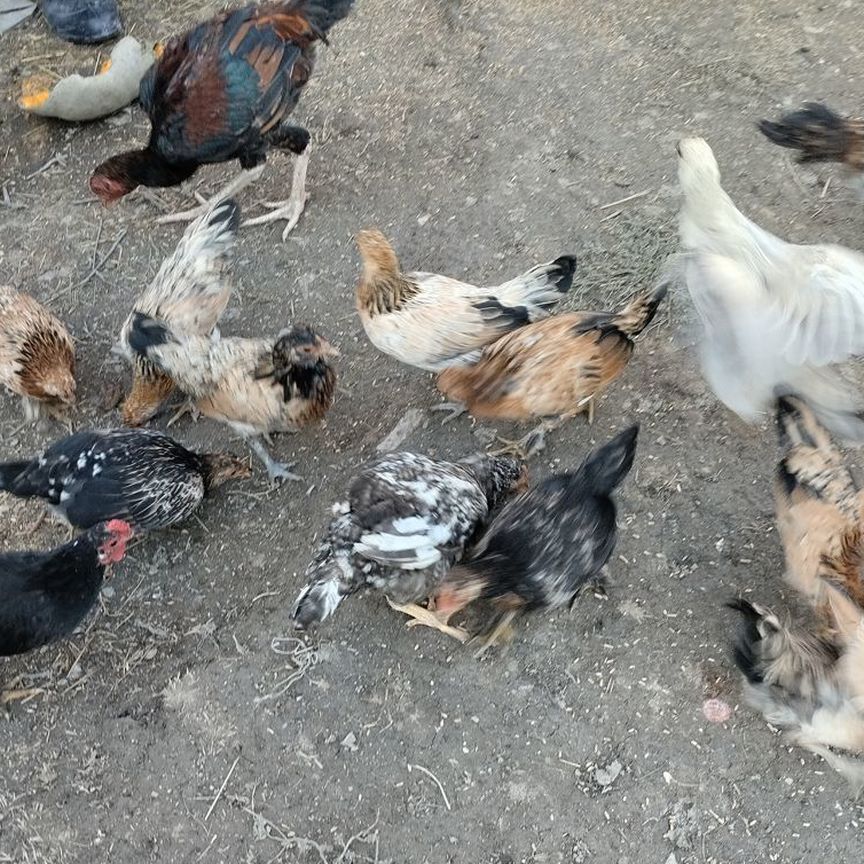 Декоративные куры и петухи