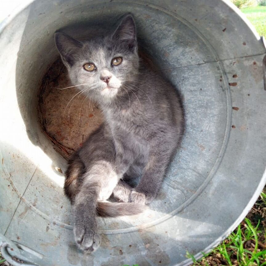 Котята