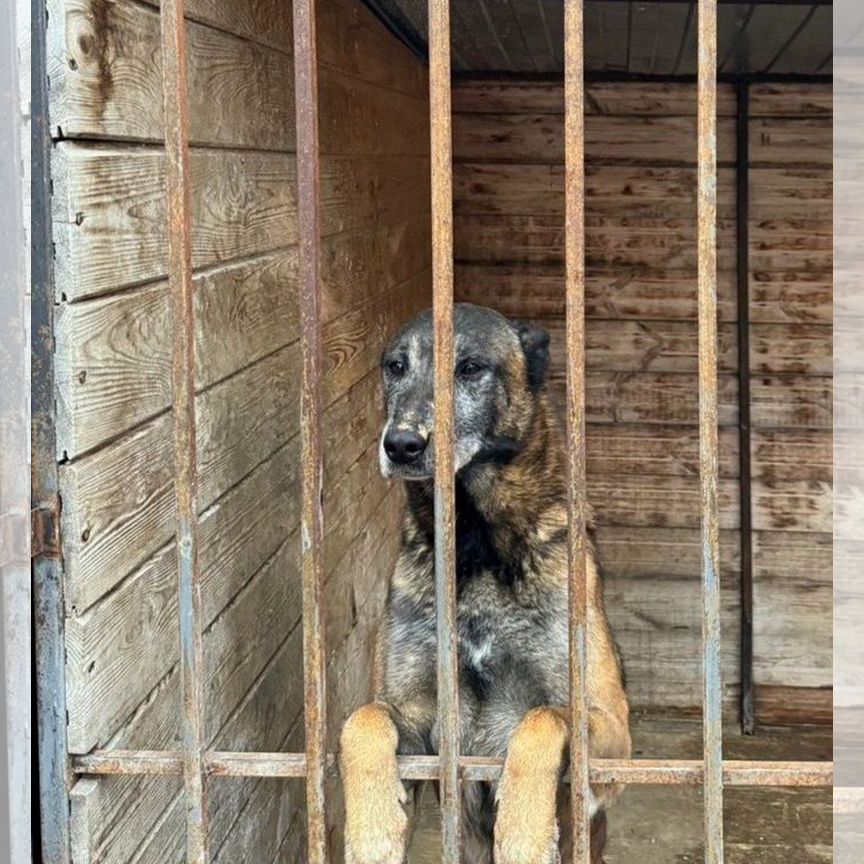 Кобель малинуа в добрые и ответственные руки