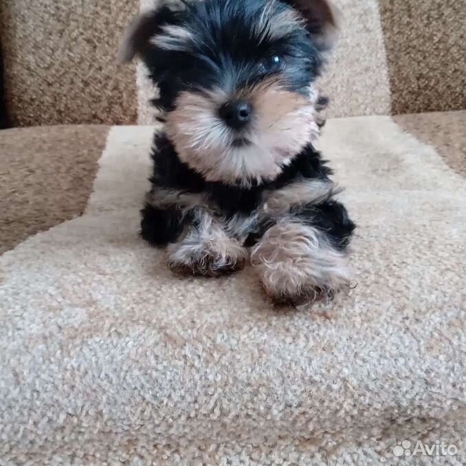 Ерширский терьер мини