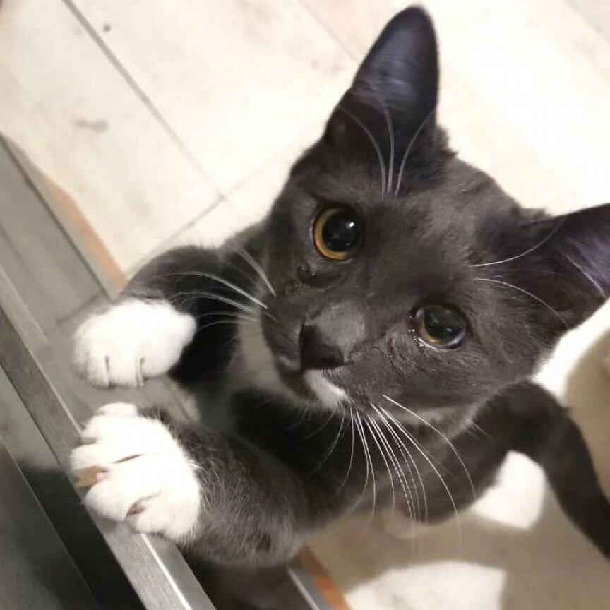 Хочу домой котенок в добрые руки