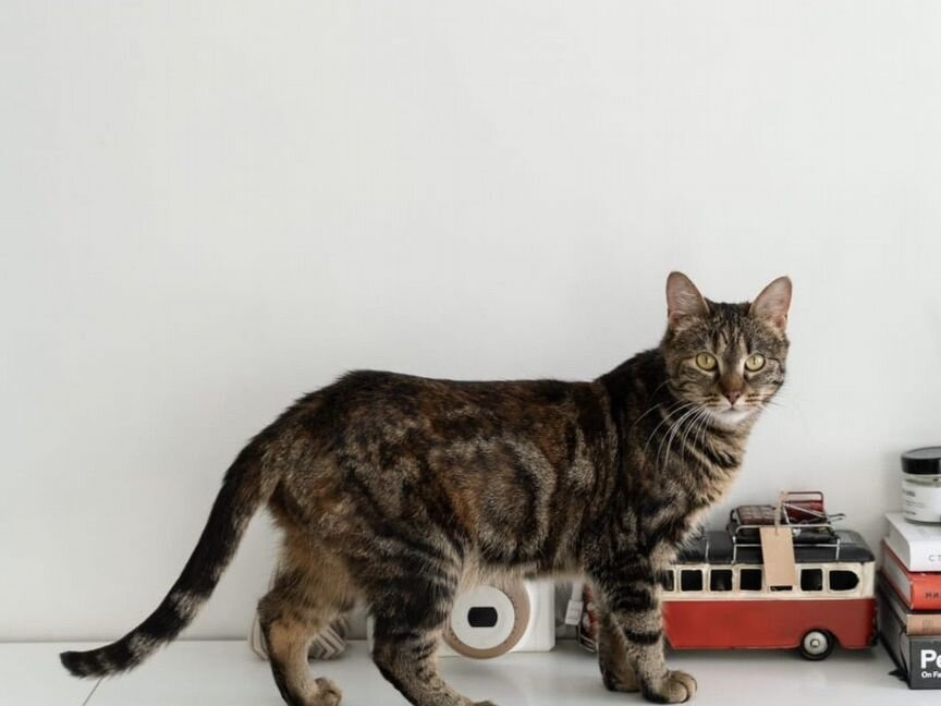 Красавица кошечка Кася 1,5 года ищет дом