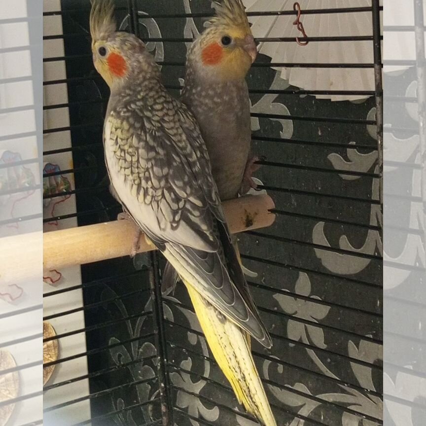 Попугаи Корелла малыши