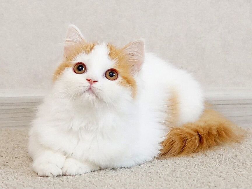 Хайленд Страйт девочка