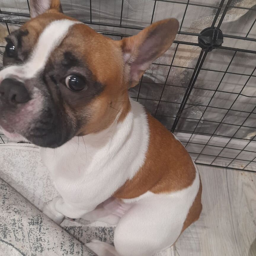 Французский бульдог, щенок