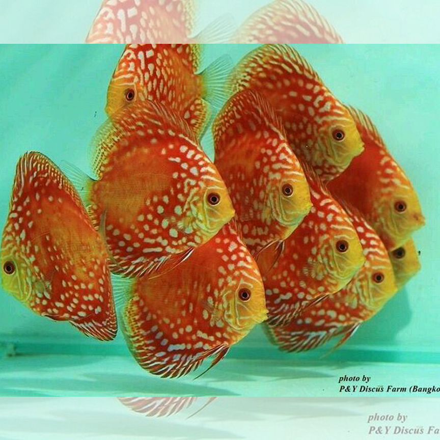 Дискус Пиджен Шахмотная доска