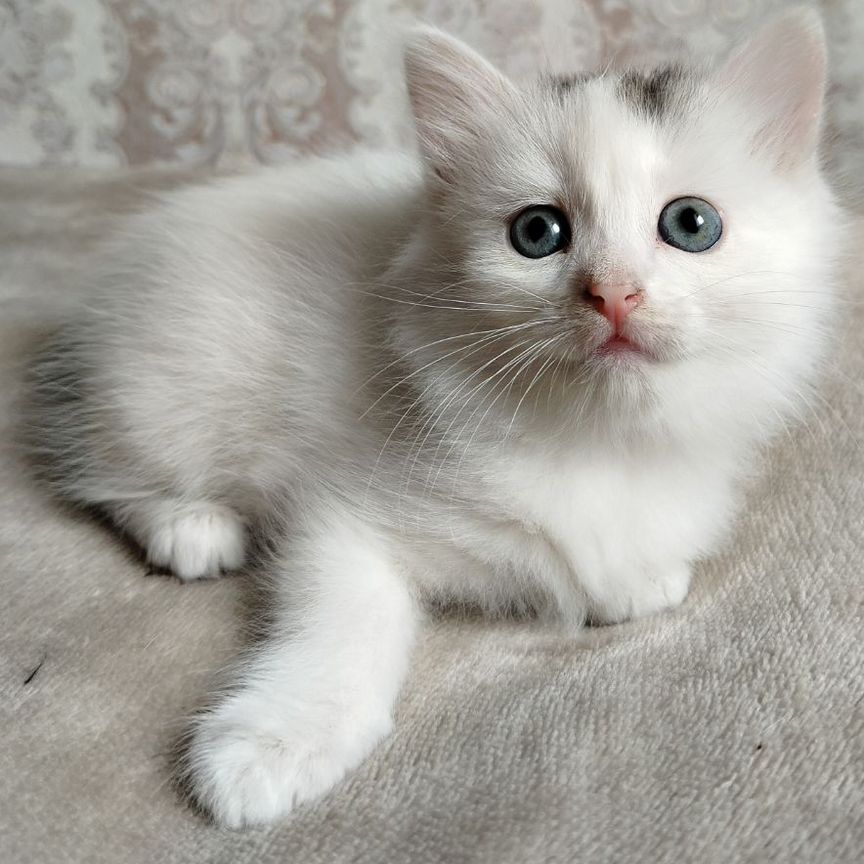 Котёнок девочка беленькая отдам в добрые руки