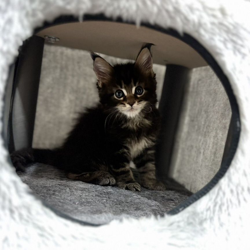 Мейн-кун котёнок