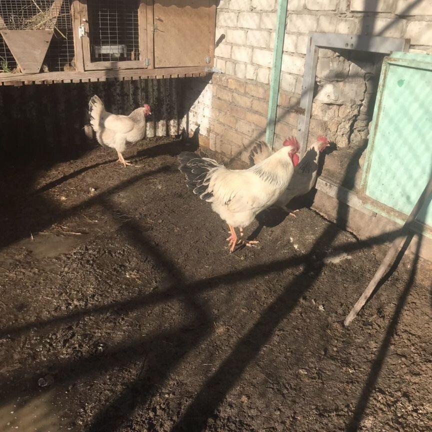 Петух