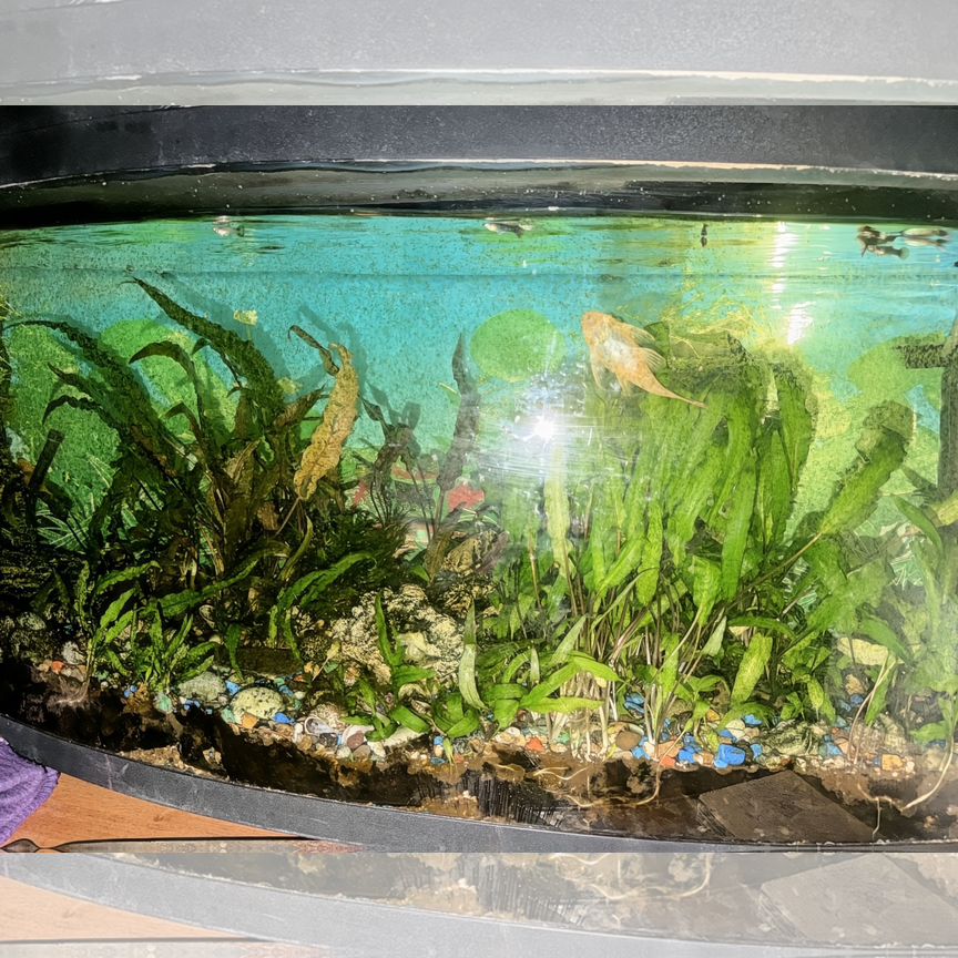 Отдам аквариум со всем содержимым