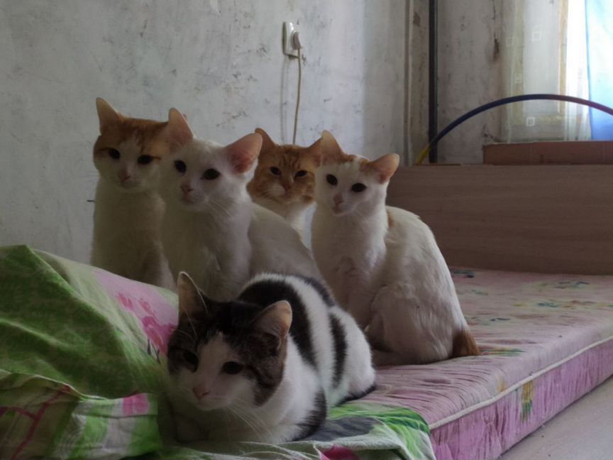Кошки