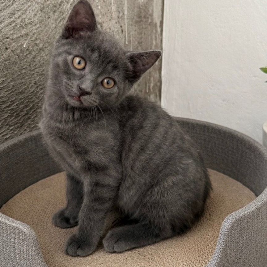 Европейский короткошёрстный котёнок