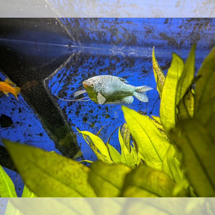 Гурами мраморный