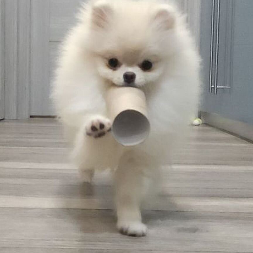 Померанский шпиц девочка