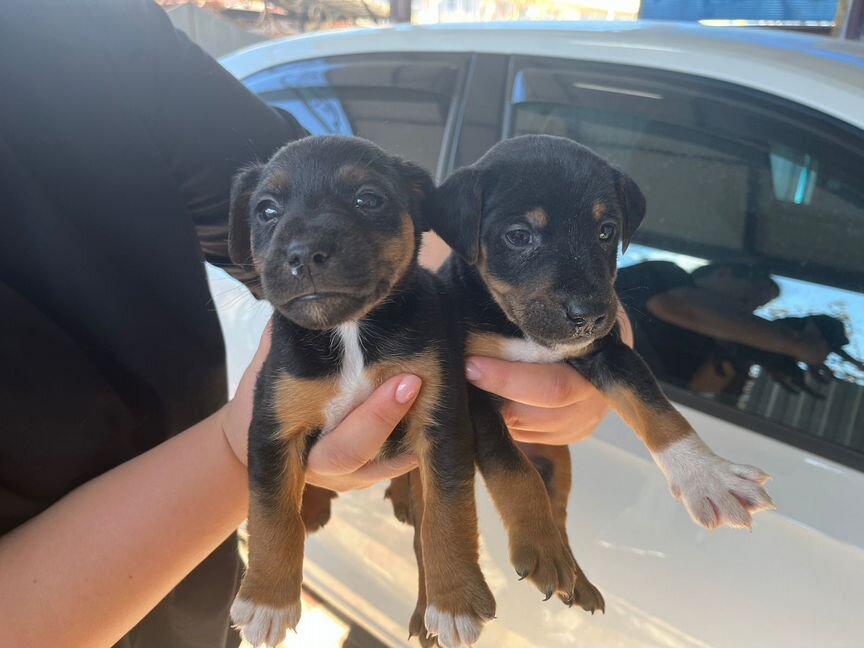 Щенки ягдтерьера