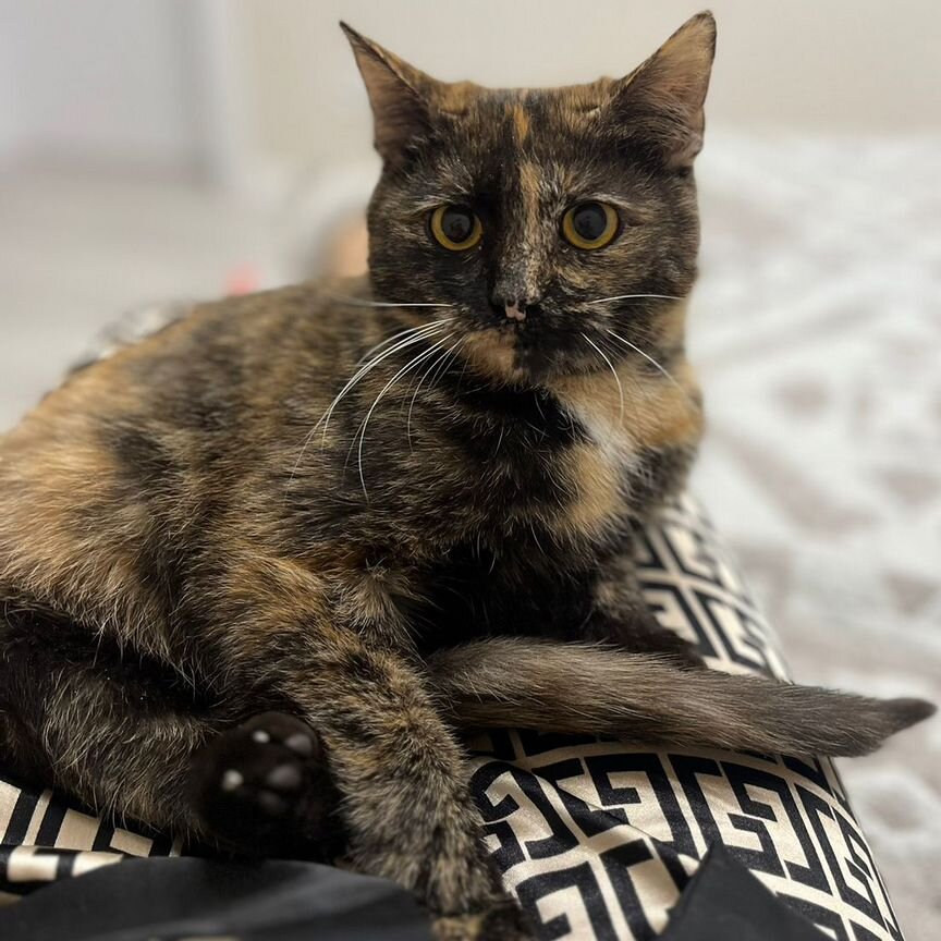 Котенок пестрая привитая кошечка милашечка