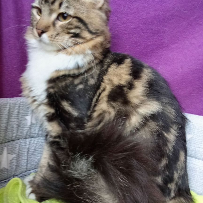 Котик в добрые руки