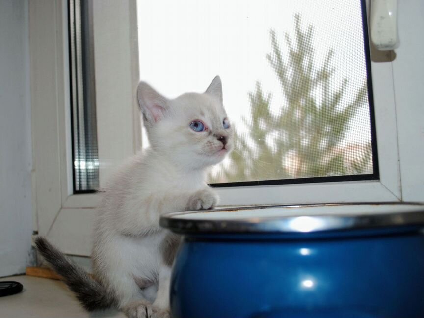 Котята тайской кошки