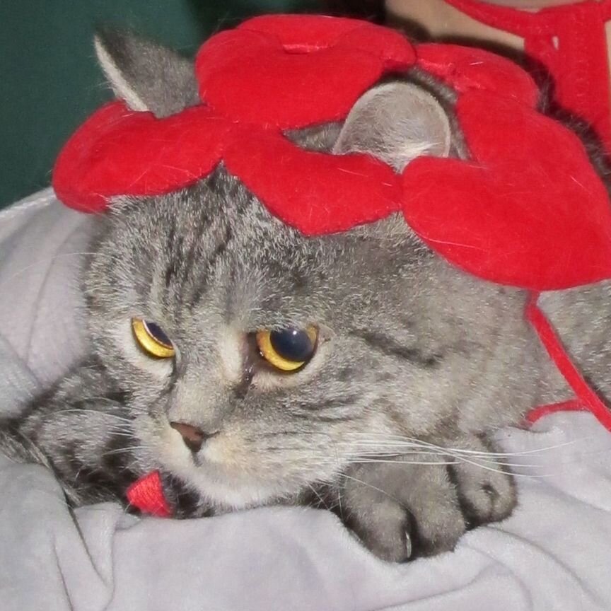 Шапка для кота ручной работы