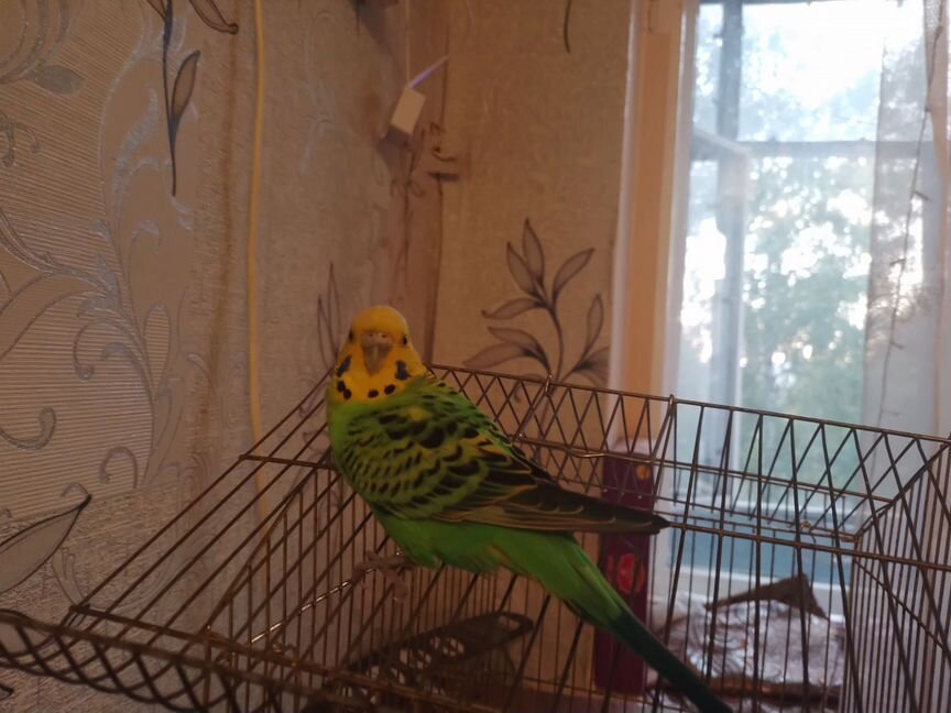 Волнистый попугай